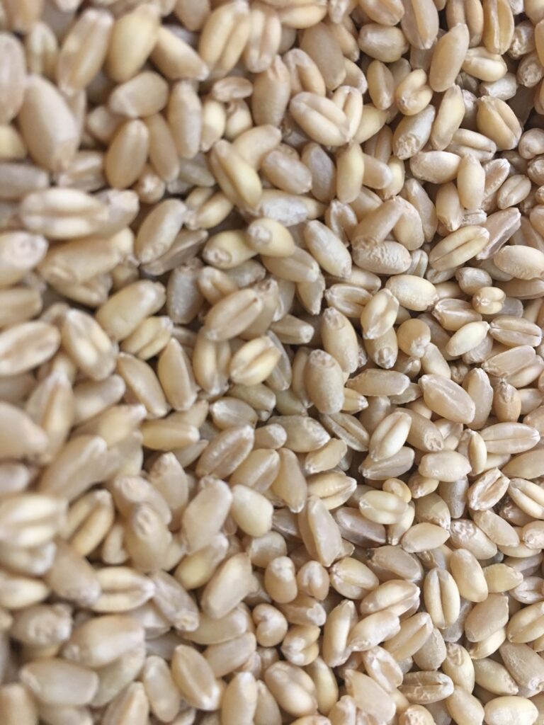 Whole Wheat - The Health Nut Albany